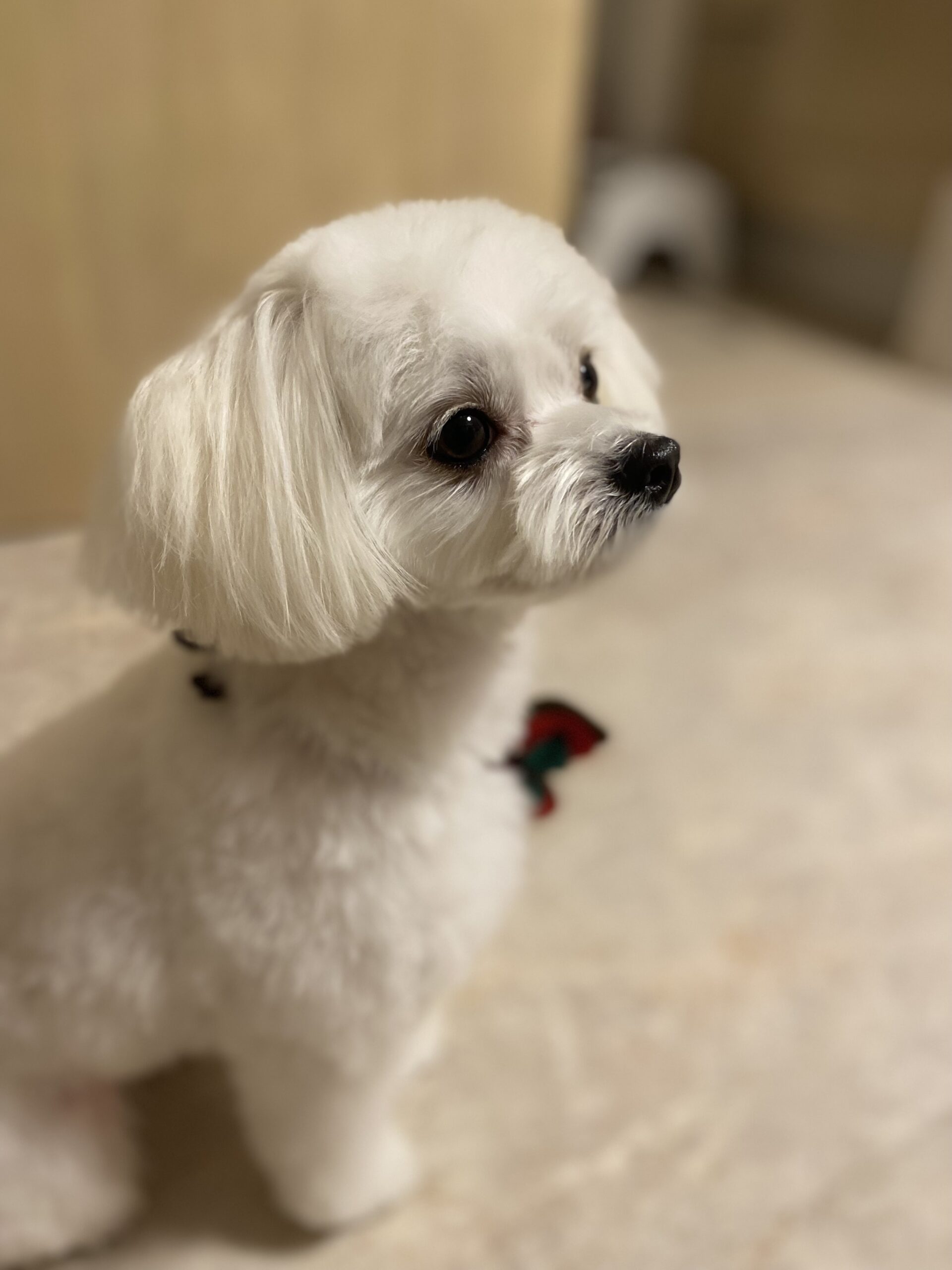 犬の行動と気持ち | 【 mignon-dog ミニョンドッグ