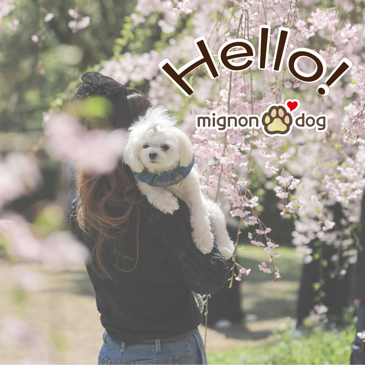 ABOUT | 【 mignon-dog ミニョンドッグ