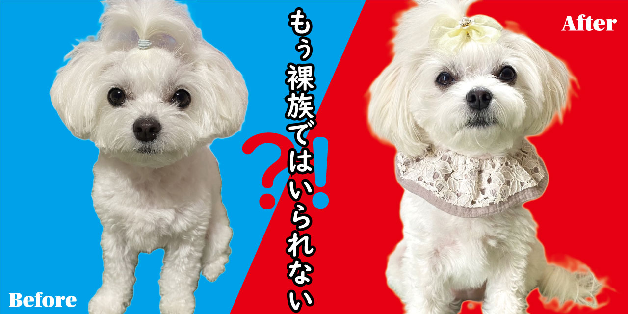 かわいくてオシャレ！愛犬のことを想ったスタイ | 【 mignon-dog ミニョンドッグ